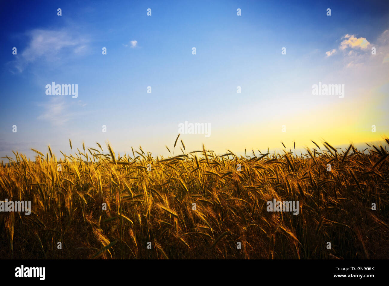 wheat field at sunset Stock Photo - Alamy