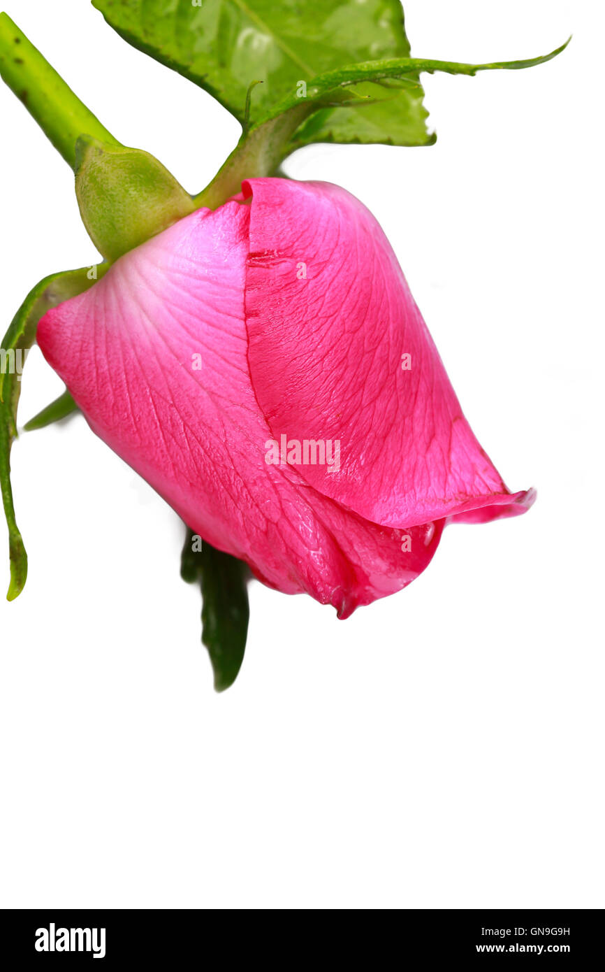 pink fresh rose isolated on a white background Stock Photo - Alamy