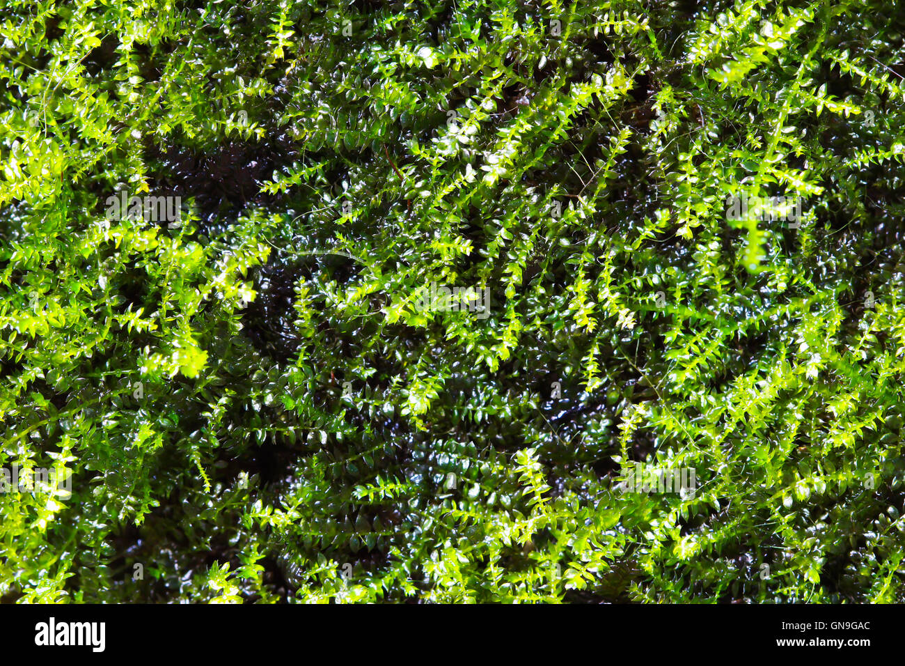 green algae texture : closes - up Stock Photo - Alamy