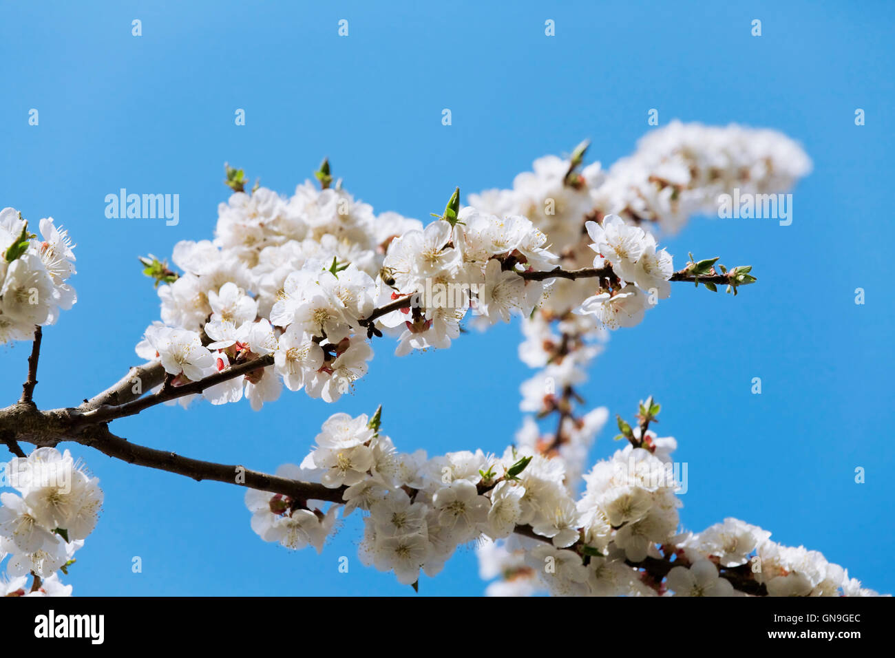 blossoming apple tree Stock Photo - Alamy