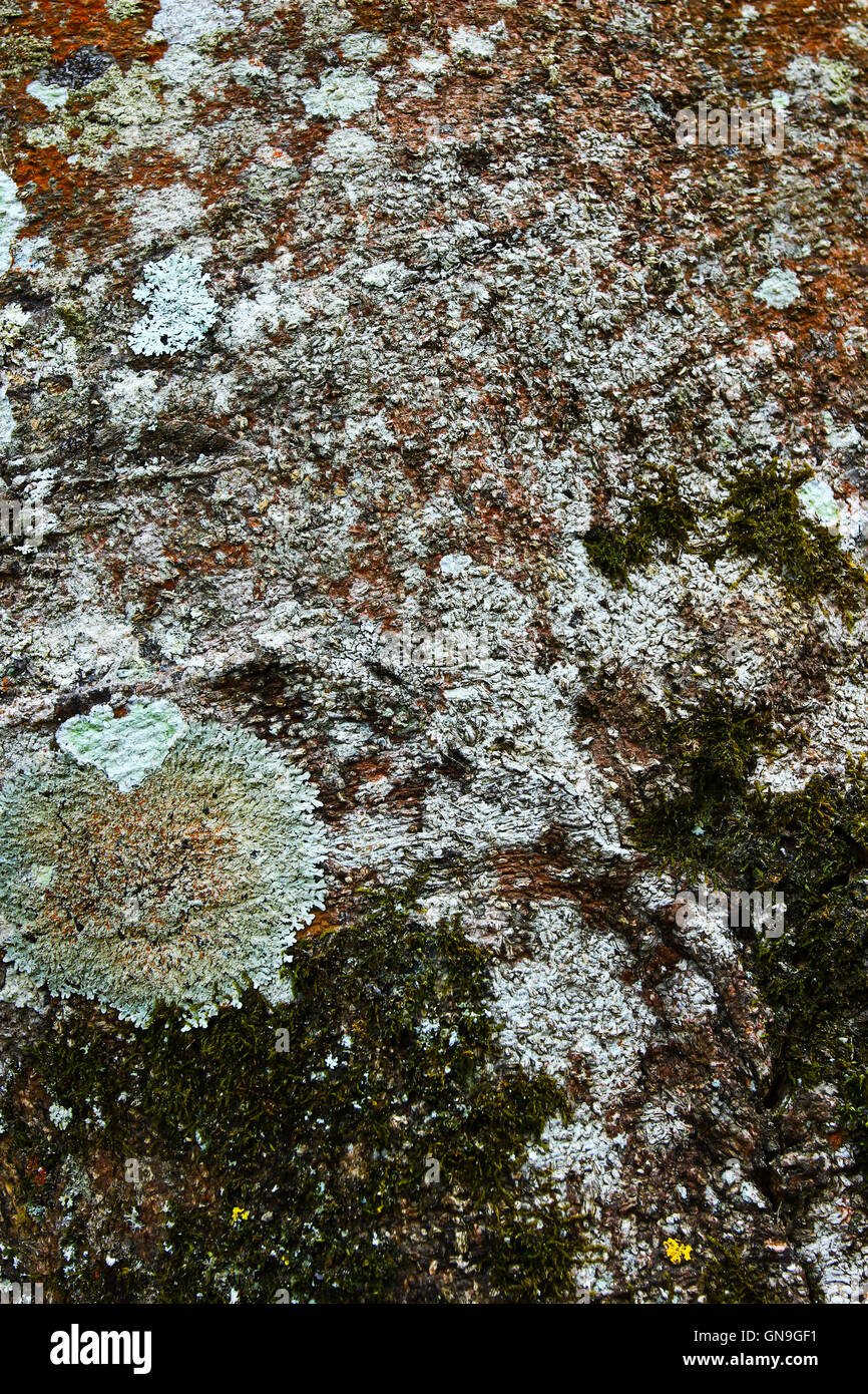 Surface of the bark rocks covered with lichen Stock Photo - Alamy