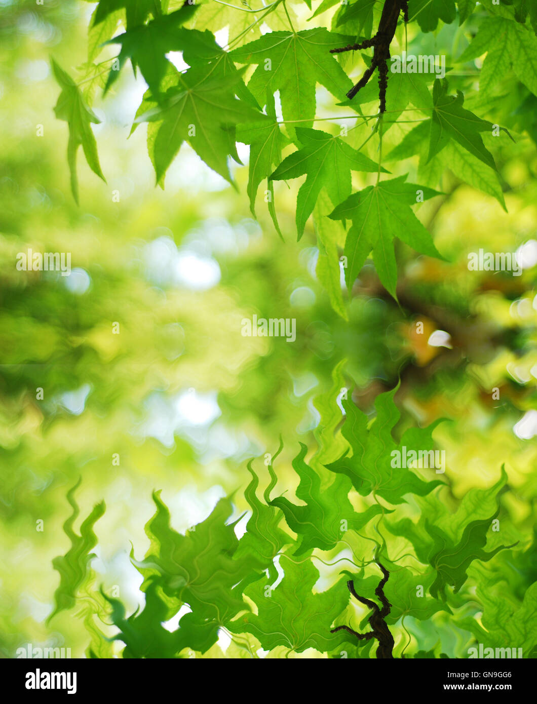 leaf water reflection Stock Photo - Alamy