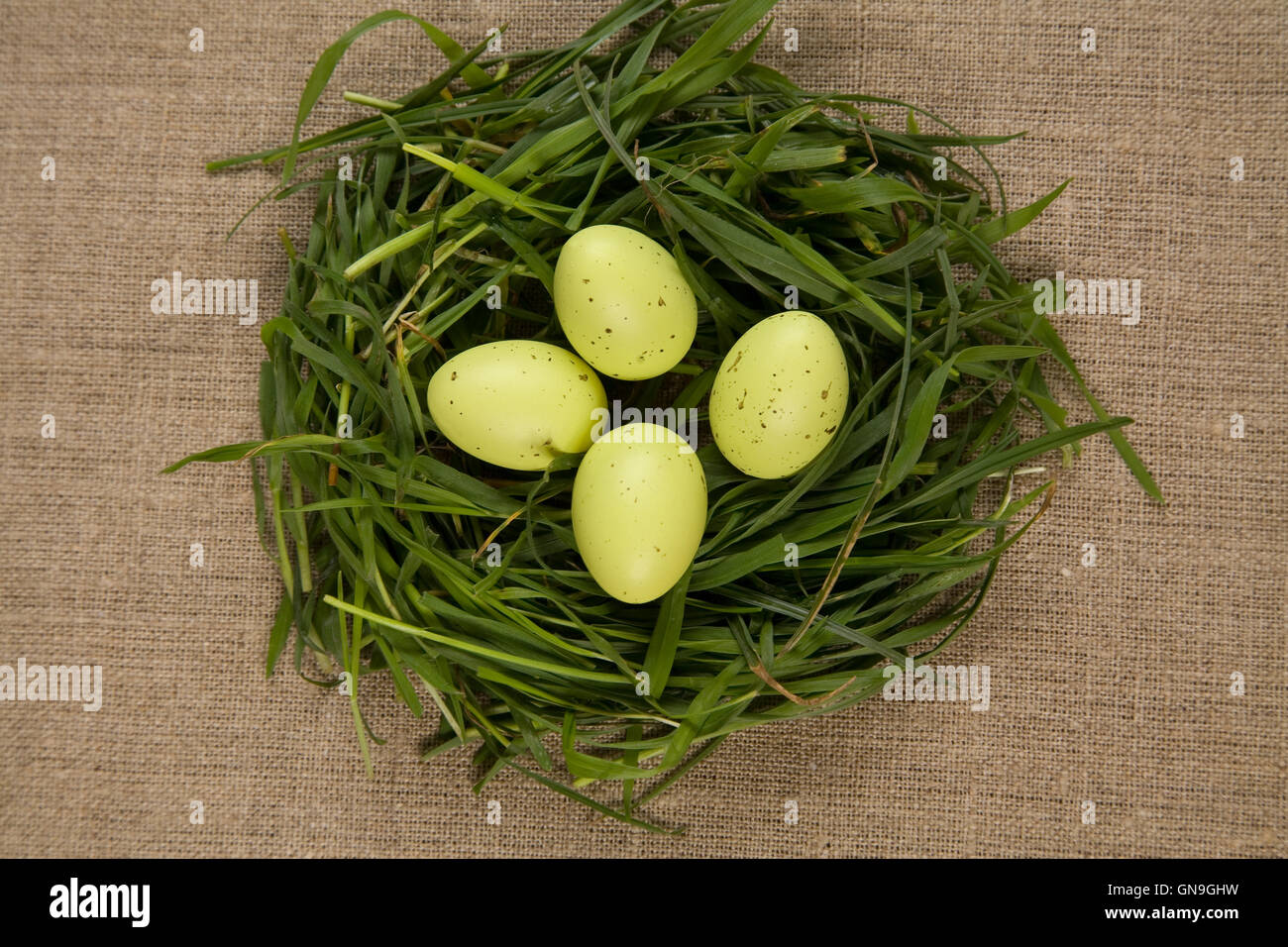 Grass nest with eggs Stock Photo - Alamy