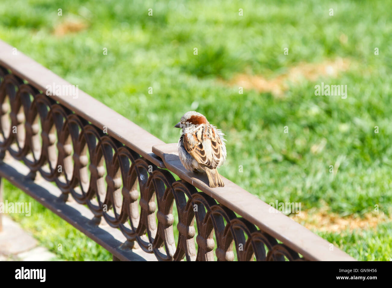 Urban sparrow on bronze fence Stock Photo - Alamy