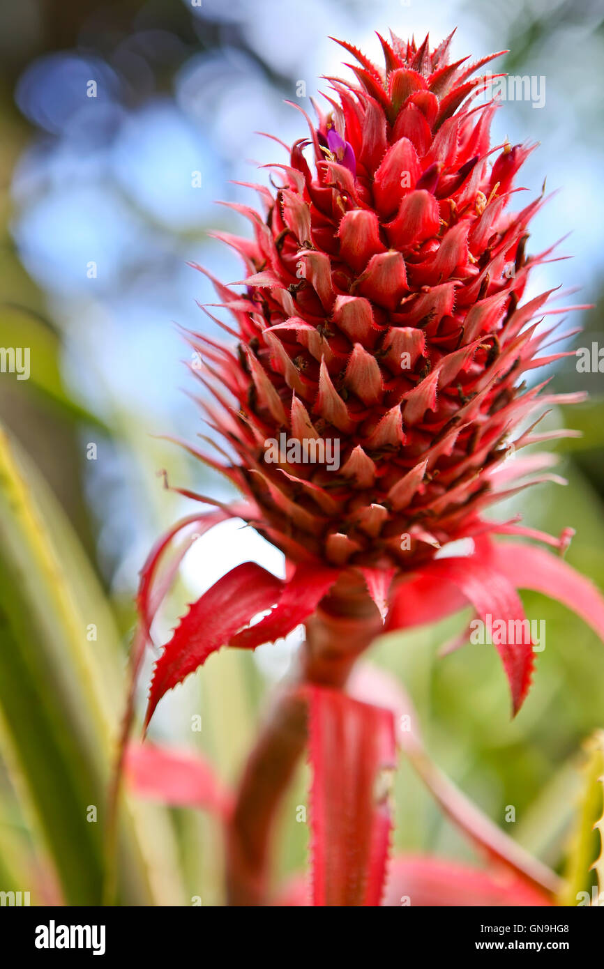 Ornamental Pineapple High Resolution Stock Photography and Images - Alamy