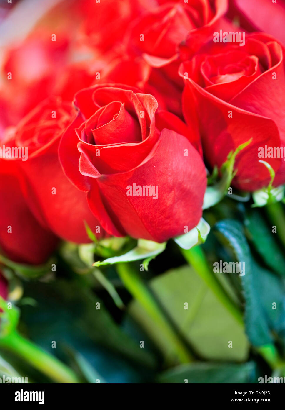bouquet of beautiful red roses Stock Photo - Alamy