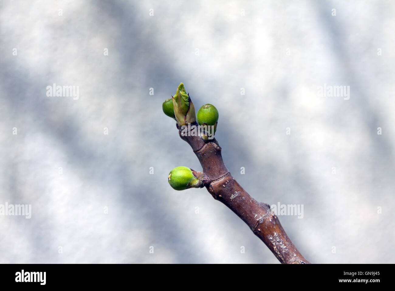 Buds figs hi-res stock photography and images - Alamy