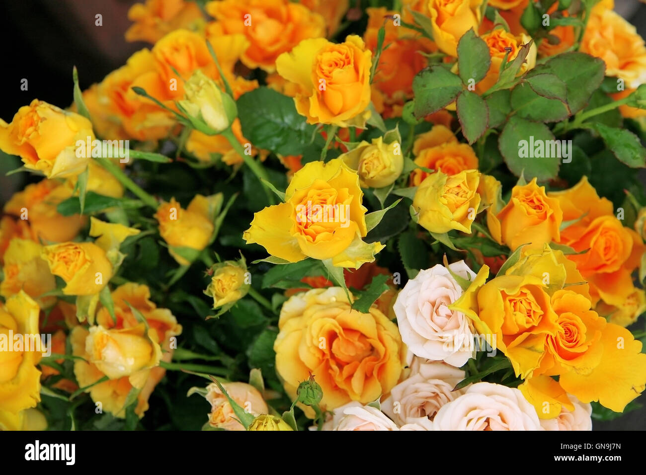 beautiful bouquet of roses Stock Photo - Alamy