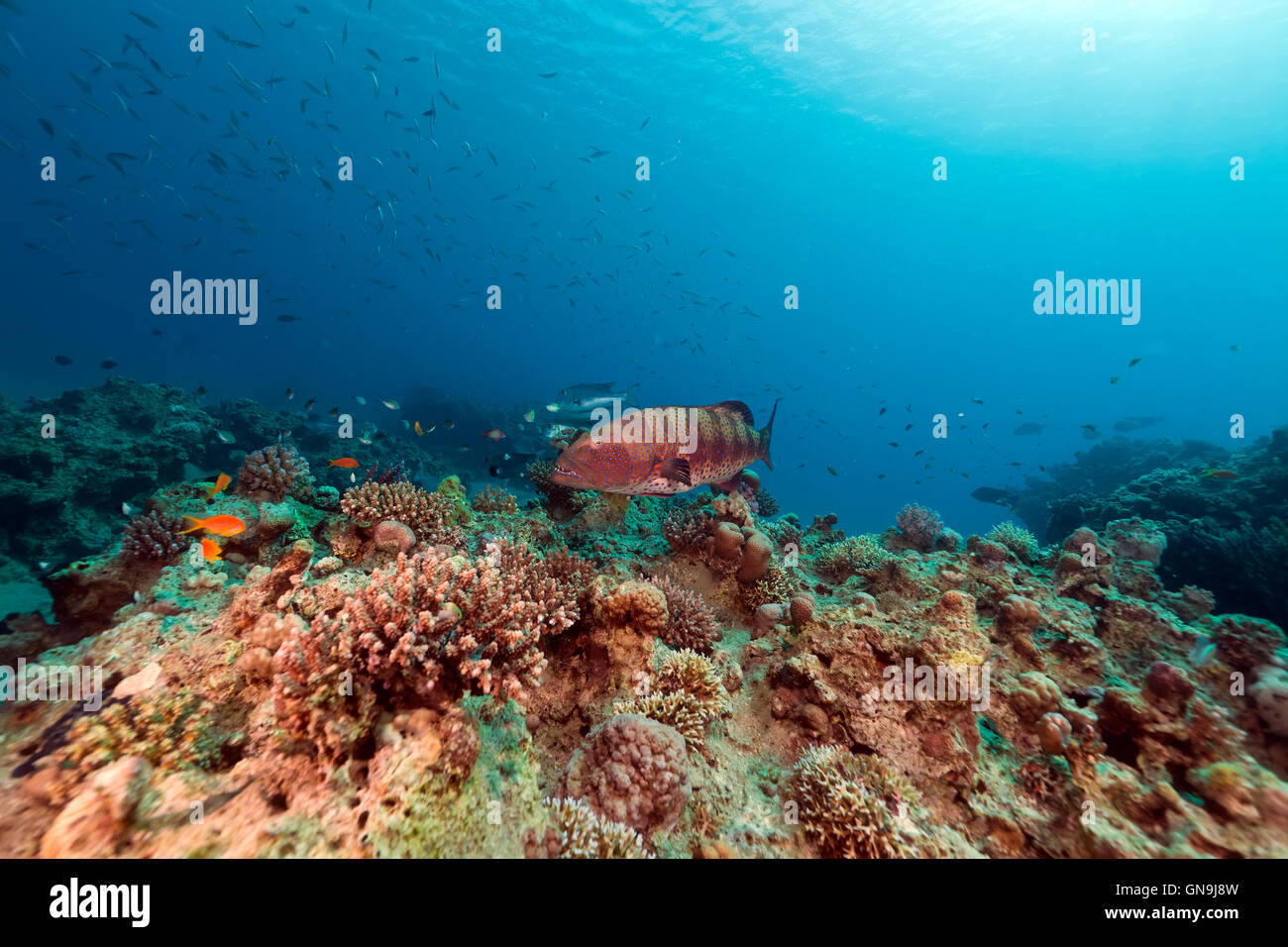 Coral grouper and tropical reef In the Red Sea Stock Photo - Alamy