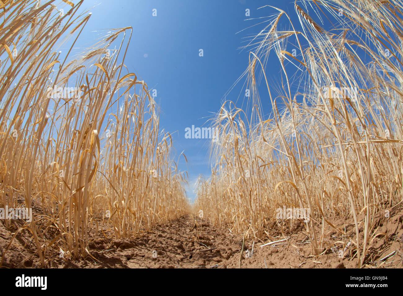 Rows ripe golden corn hi-res stock photography and images - Alamy
