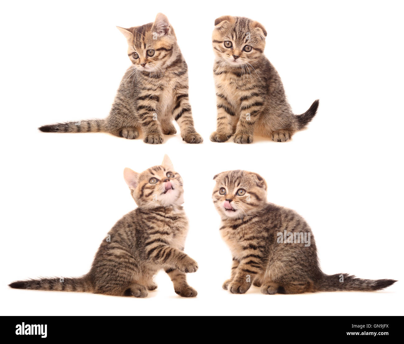 Two white kittens in Cut Out Stock Images & Pictures - Alamy