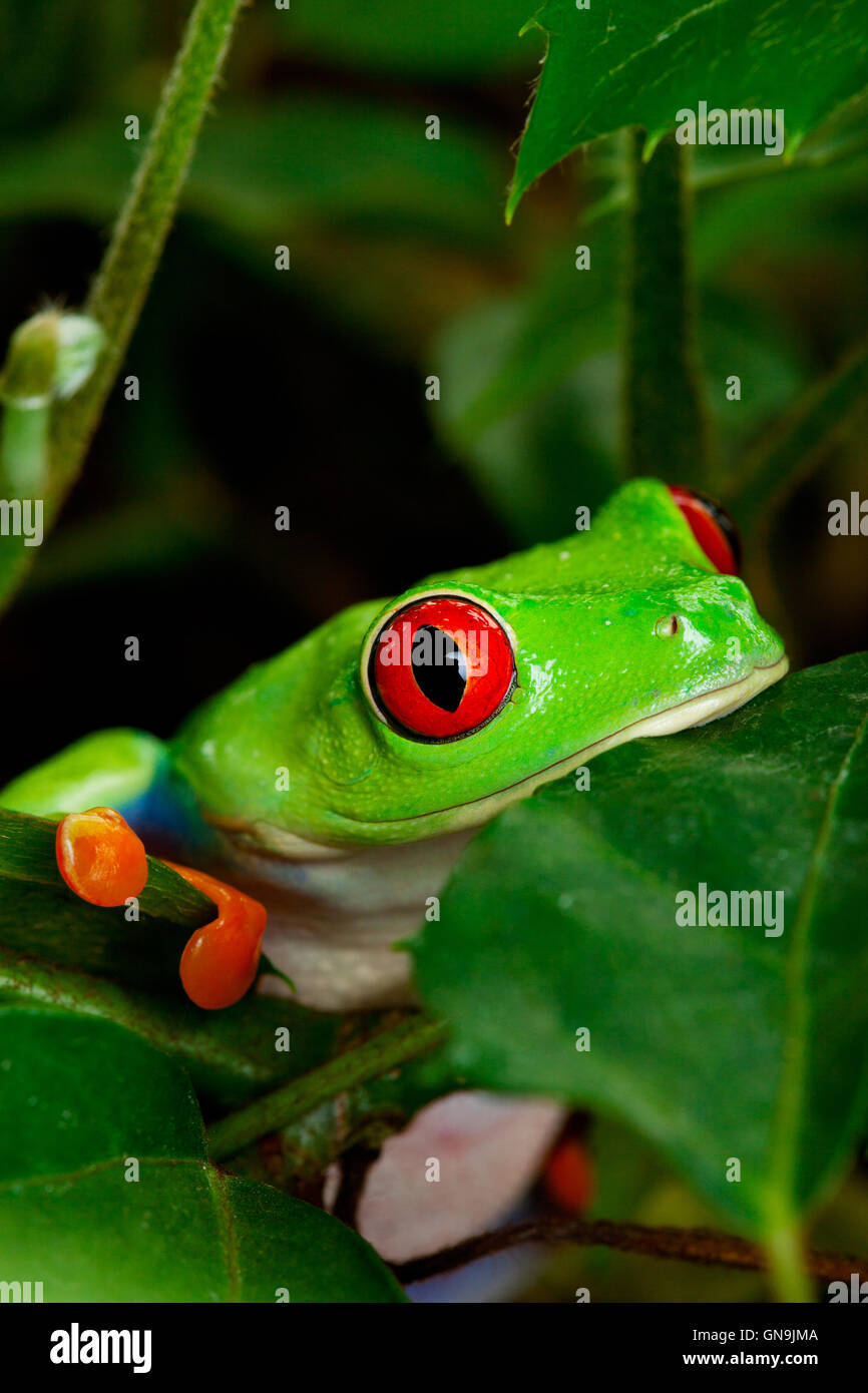 Red Eyed Tree Frog Closeup Stock Photo - Alamy