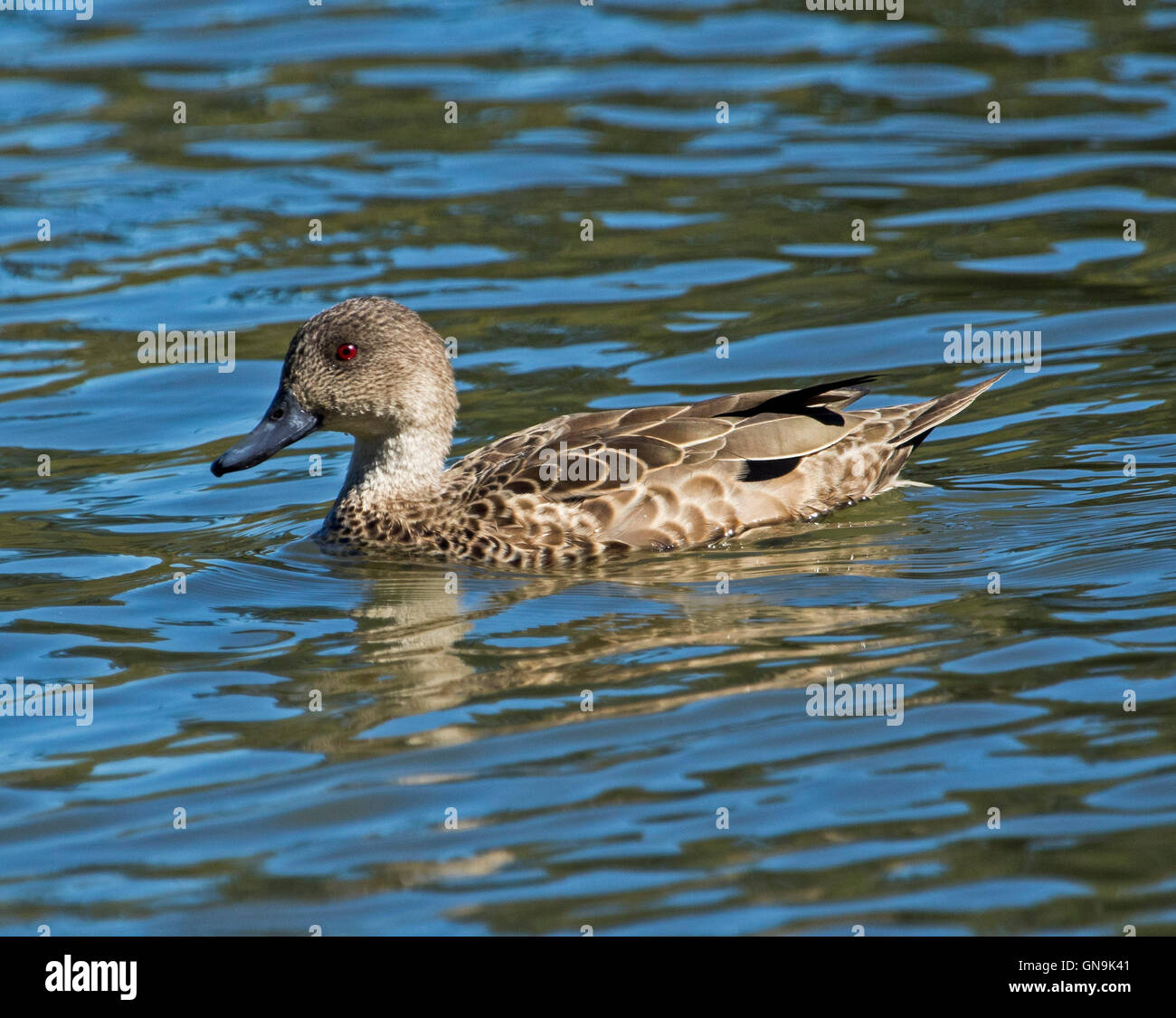 Attractive female chestnut teal duck with glinting red eye on and ...