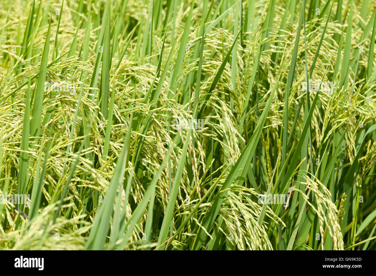 green paddy rice in field Stock Photo - Alamy