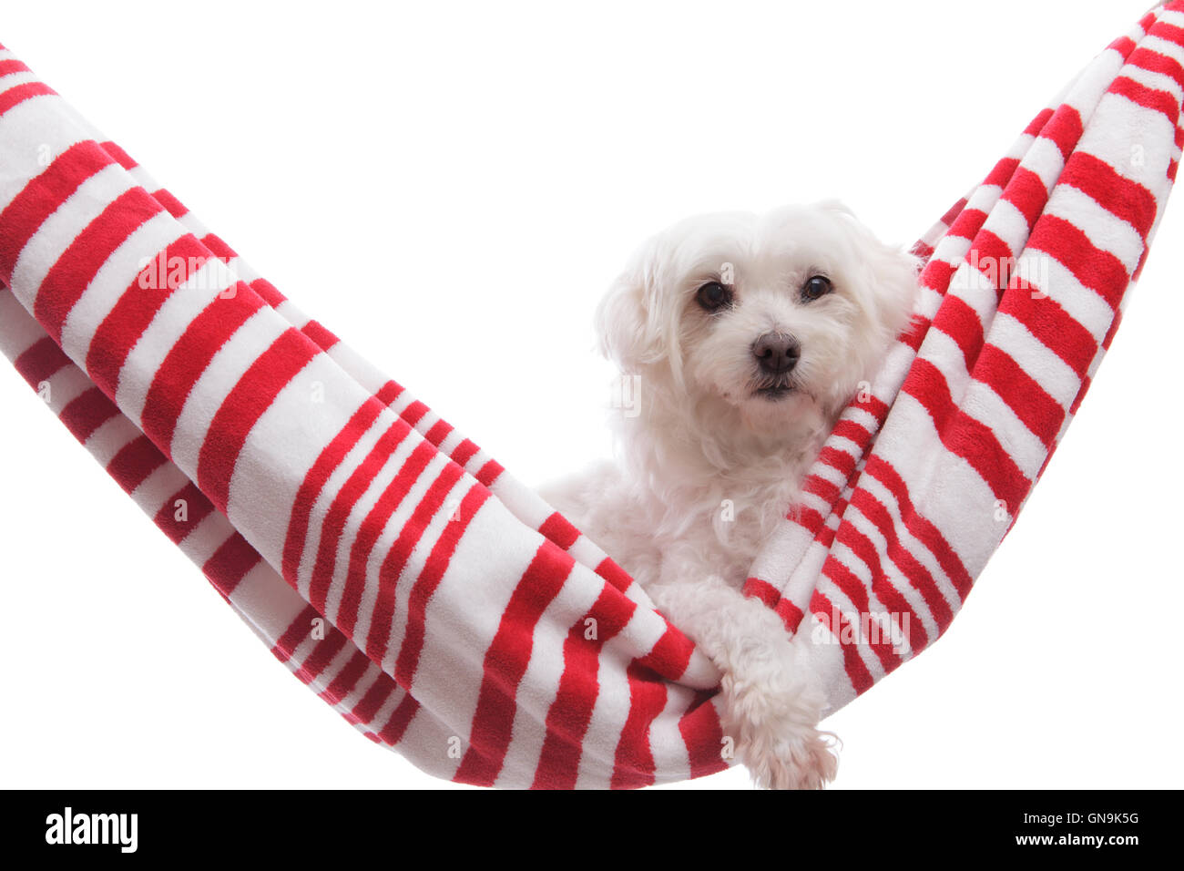 Cute puppy dog relaxing Stock Photo - Alamy
