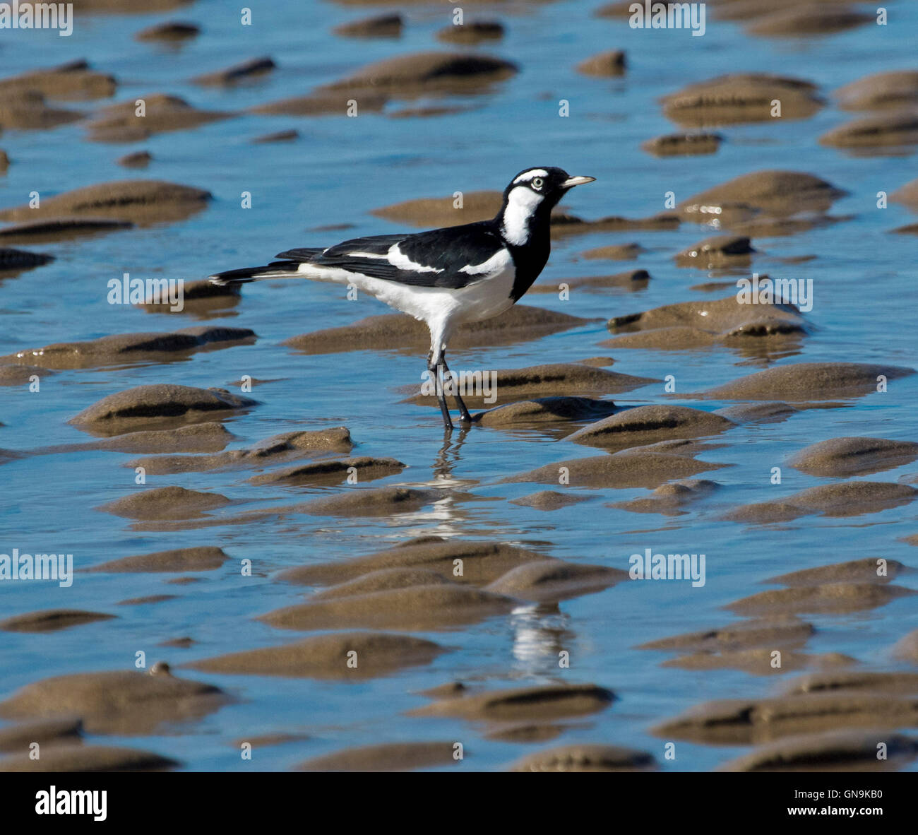 Black & white Australian magpie-lark / mudlark Grallina cyanoleuca ...