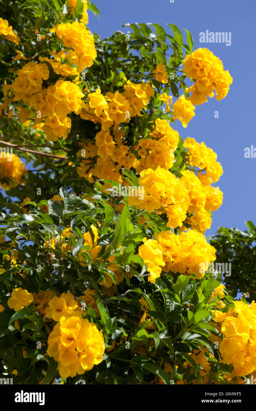 Bright blue color tropical leaf hi-res stock photography and images - Alamy