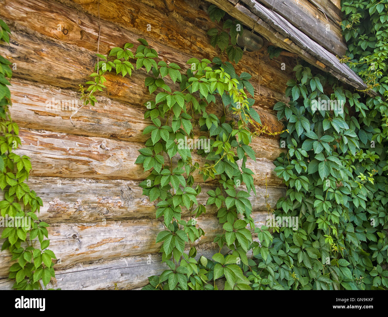 Twisted vine texture hi-res stock photography and images - Alamy