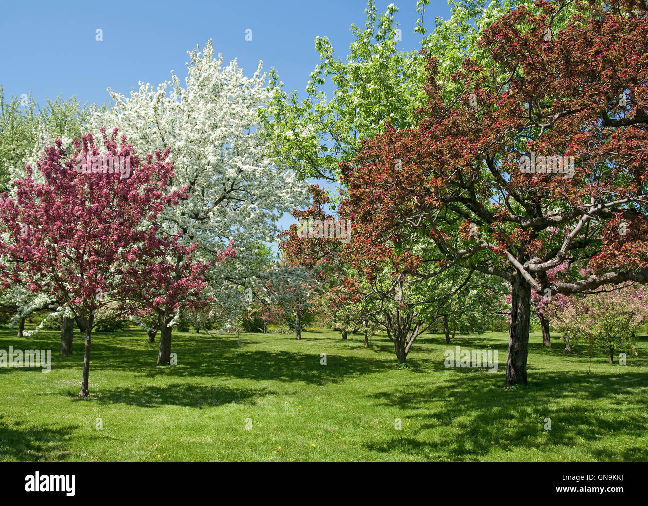 Beautiful spring trees in bloom Stock Photo - Alamy