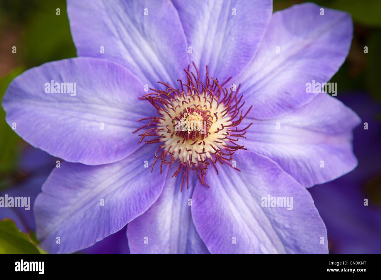 one violet flower Stock Photo - Alamy