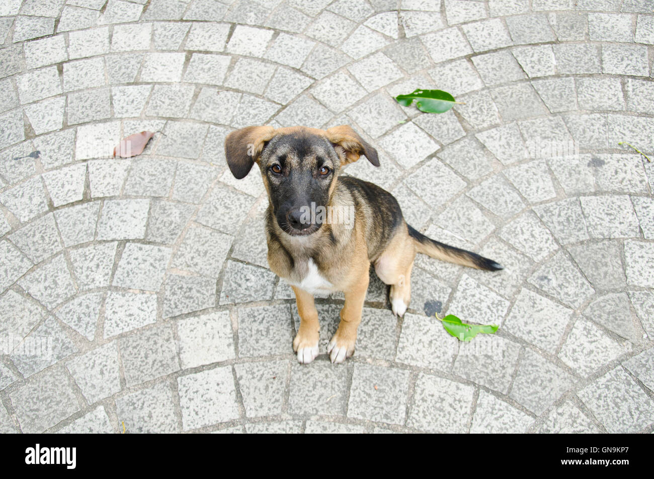 Distorted dog head hi-res stock photography and images - Alamy