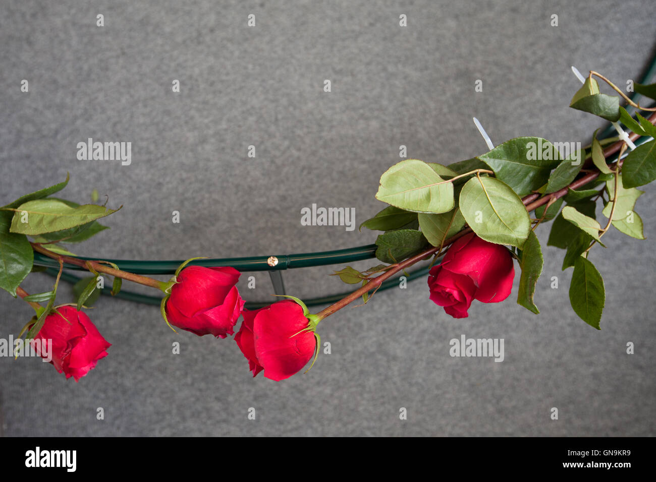 decoration of roses Stock Photo - Alamy