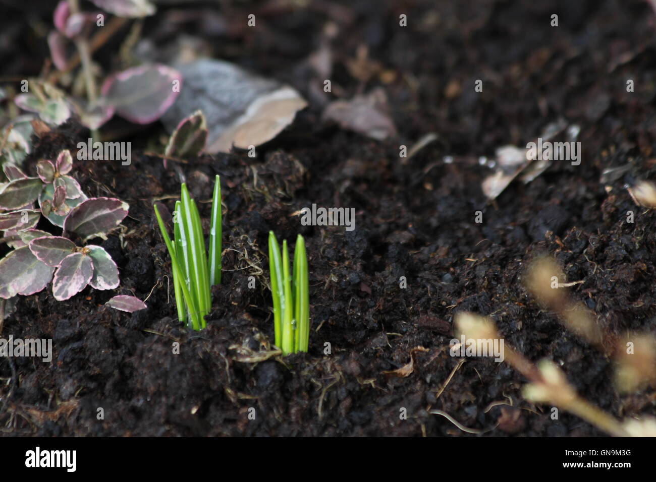 Signs of new life nature hi-res stock photography and images - Alamy