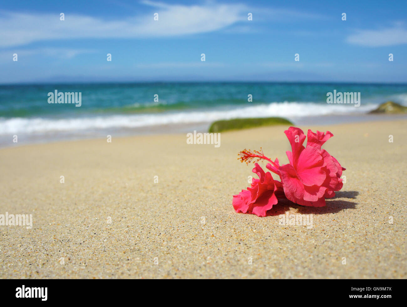 Tropical Beach Flower Stock Photo - Alamy