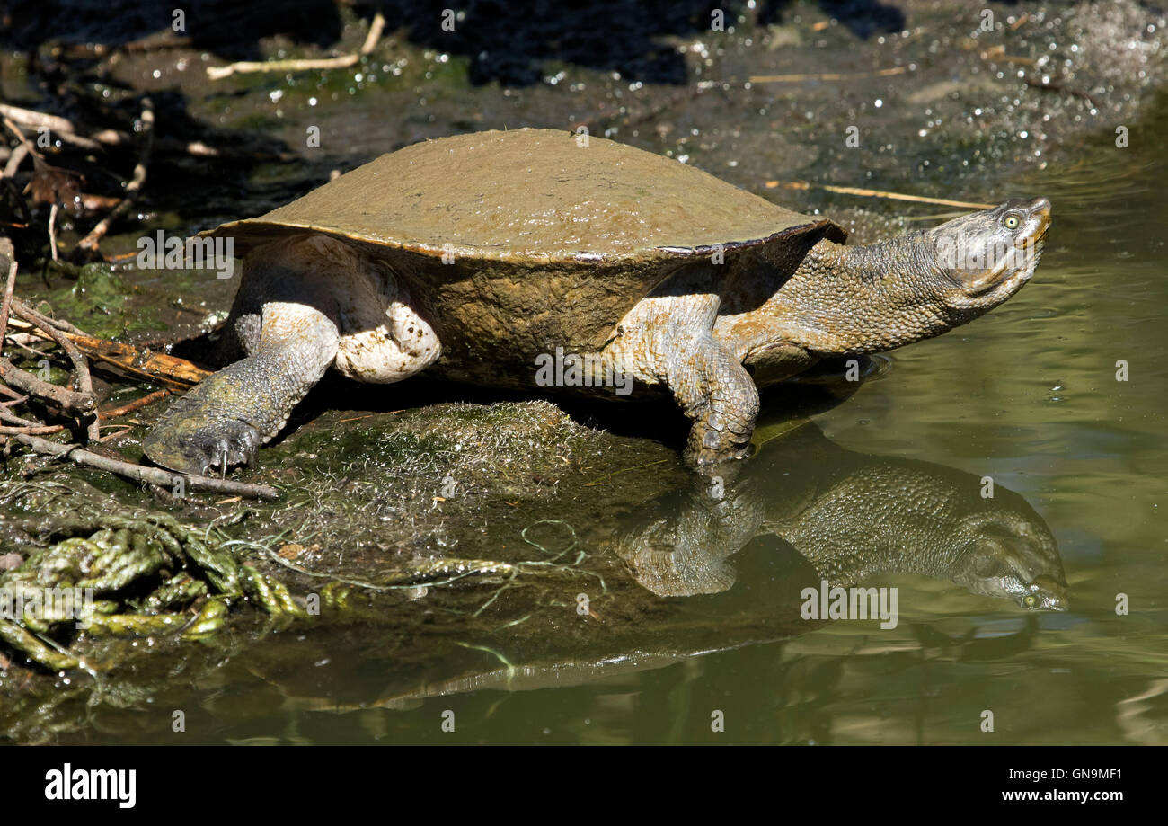 Short necked queensland turtles hi-res stock photography and images - Alamy