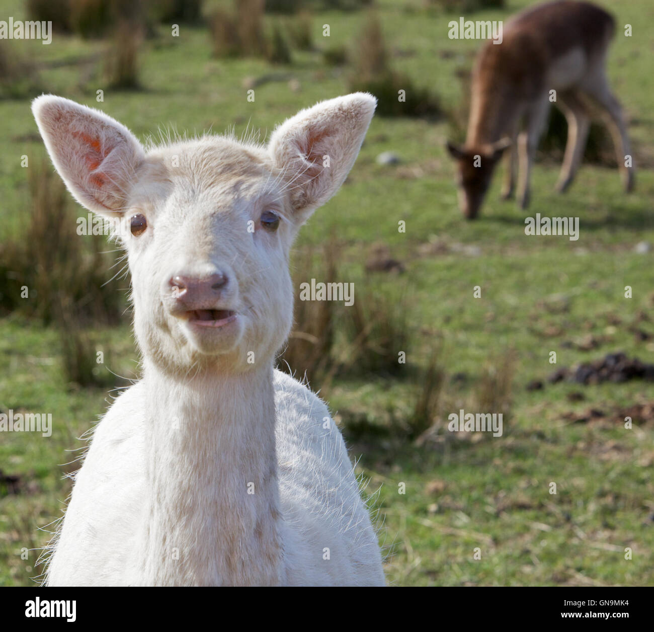 Adorable doe hi-res stock photography and images - Alamy