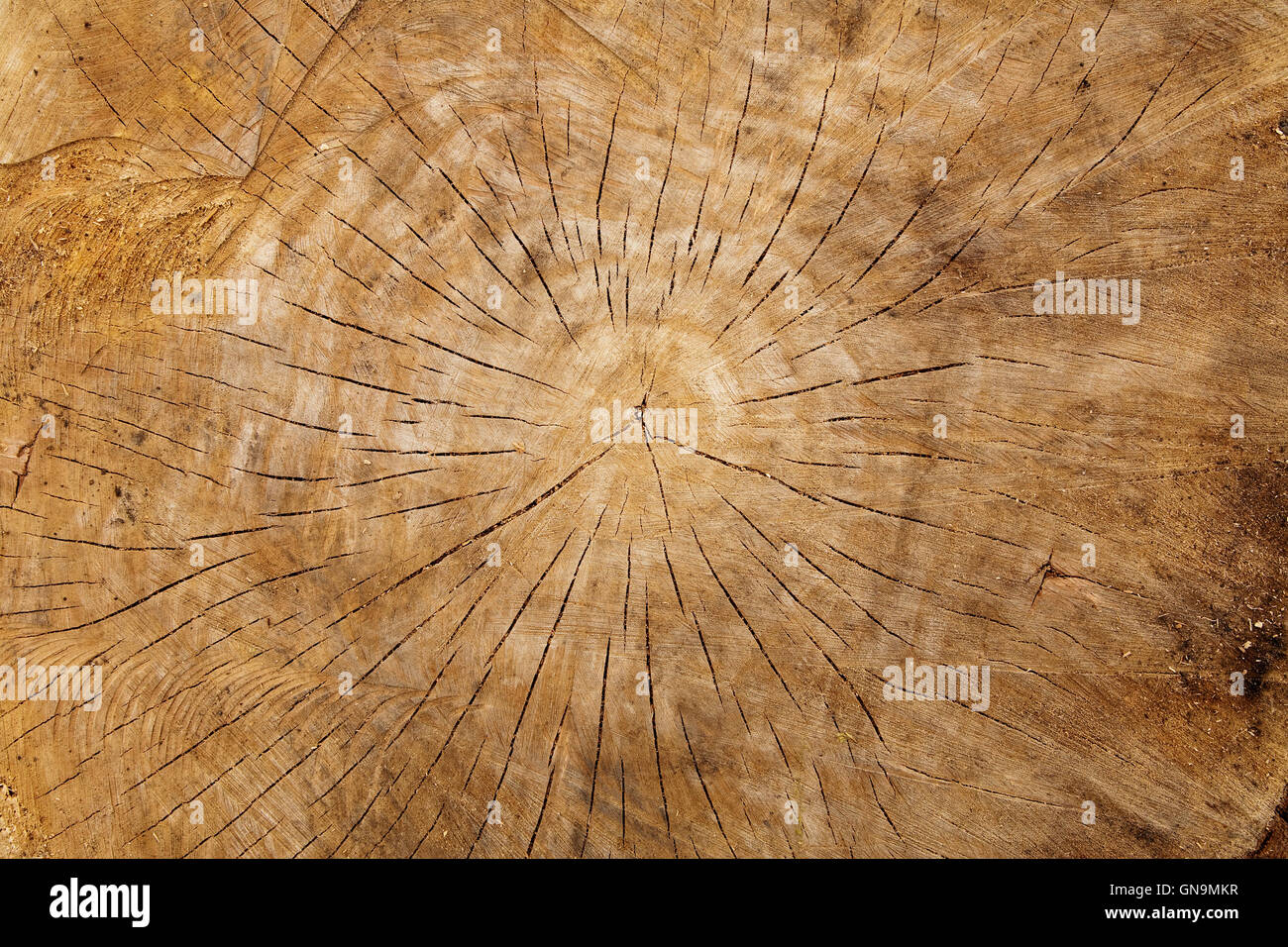 Close-up of old wood log Stock Photo - Alamy