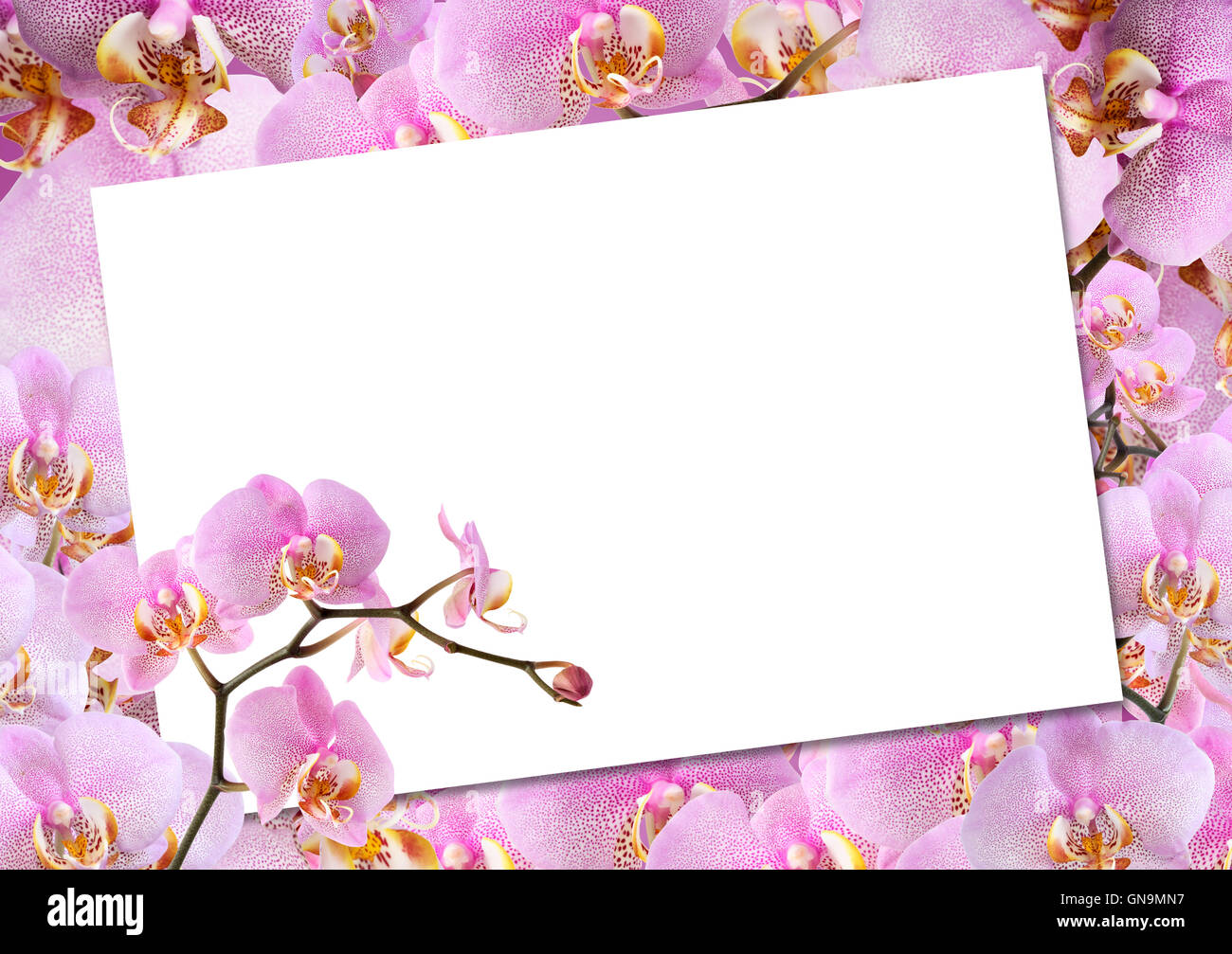 Greeting Card With Orchids Stock Photo - Alamy