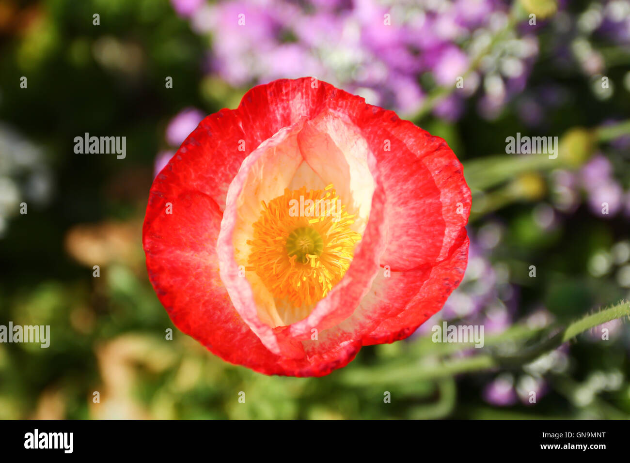 Closes ΓÇô up Iceland poppy Stock Photo - Alamy