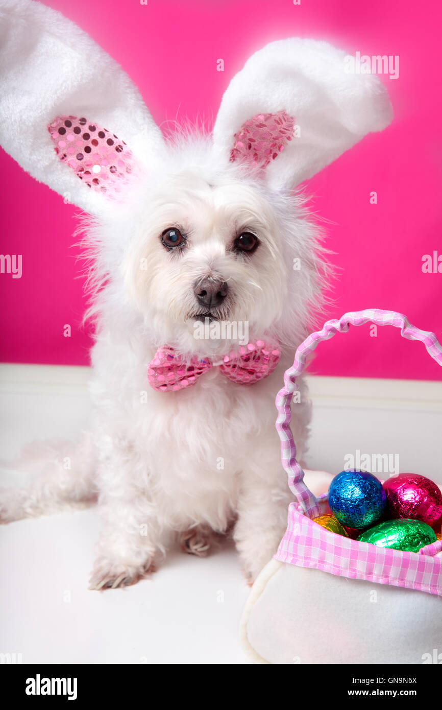 Easter dog with bunny ears and eggs Stock Photo - Alamy