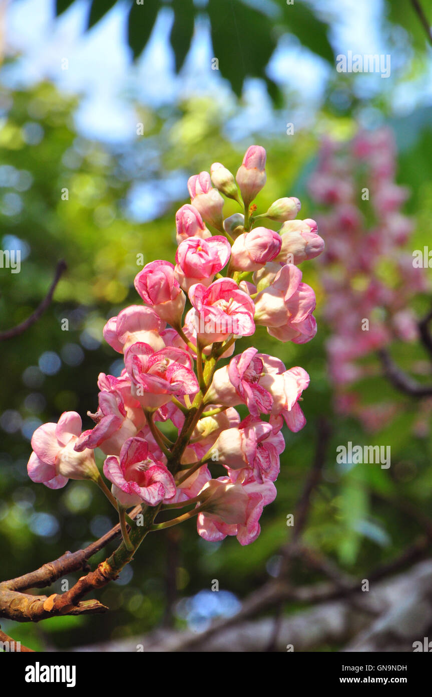 Phukha pink flowers, Bretschneidera sinensis Hemsl, bretschneideraceae ...