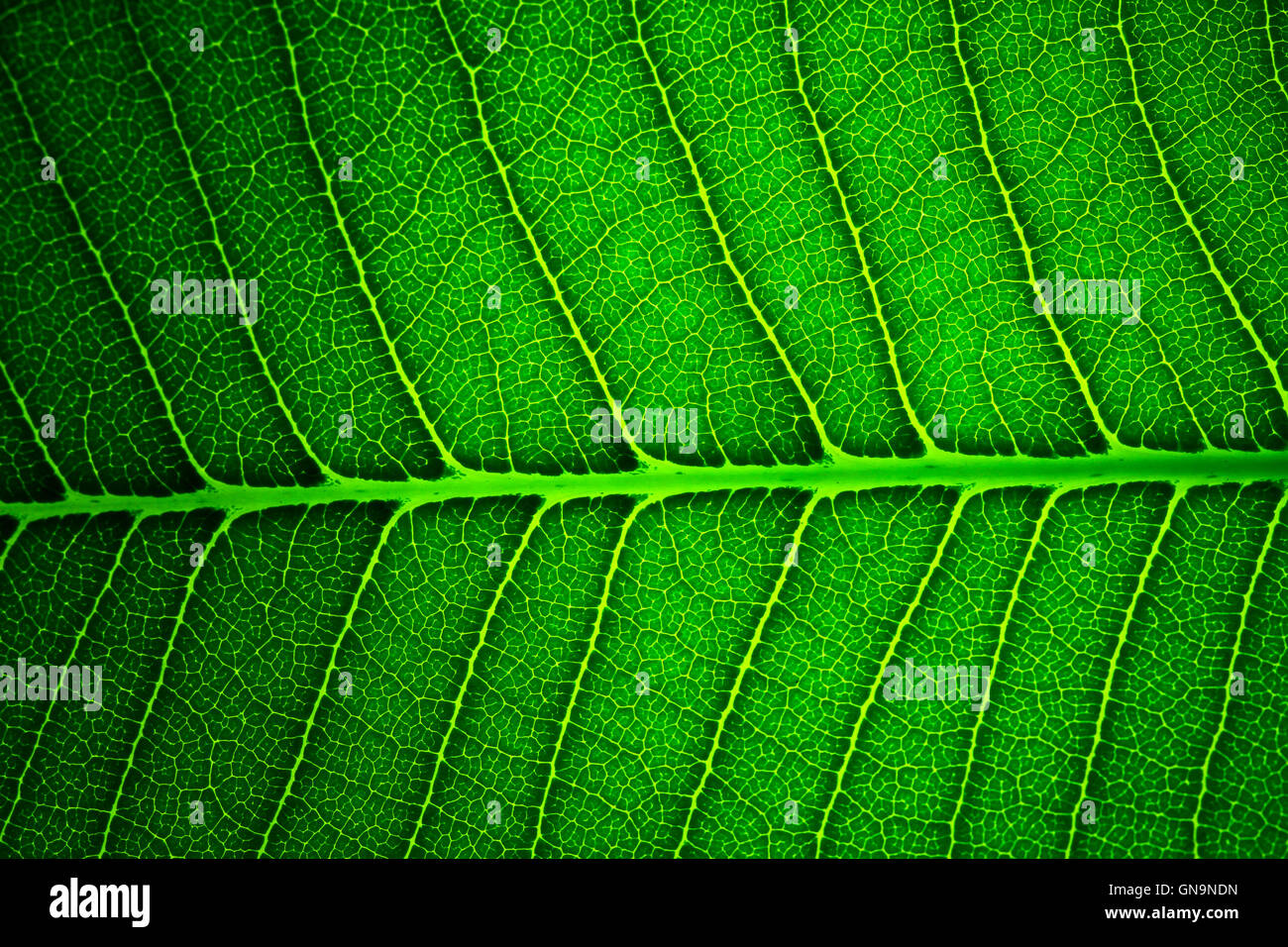 Green leaf background texture Stock Photo - Alamy