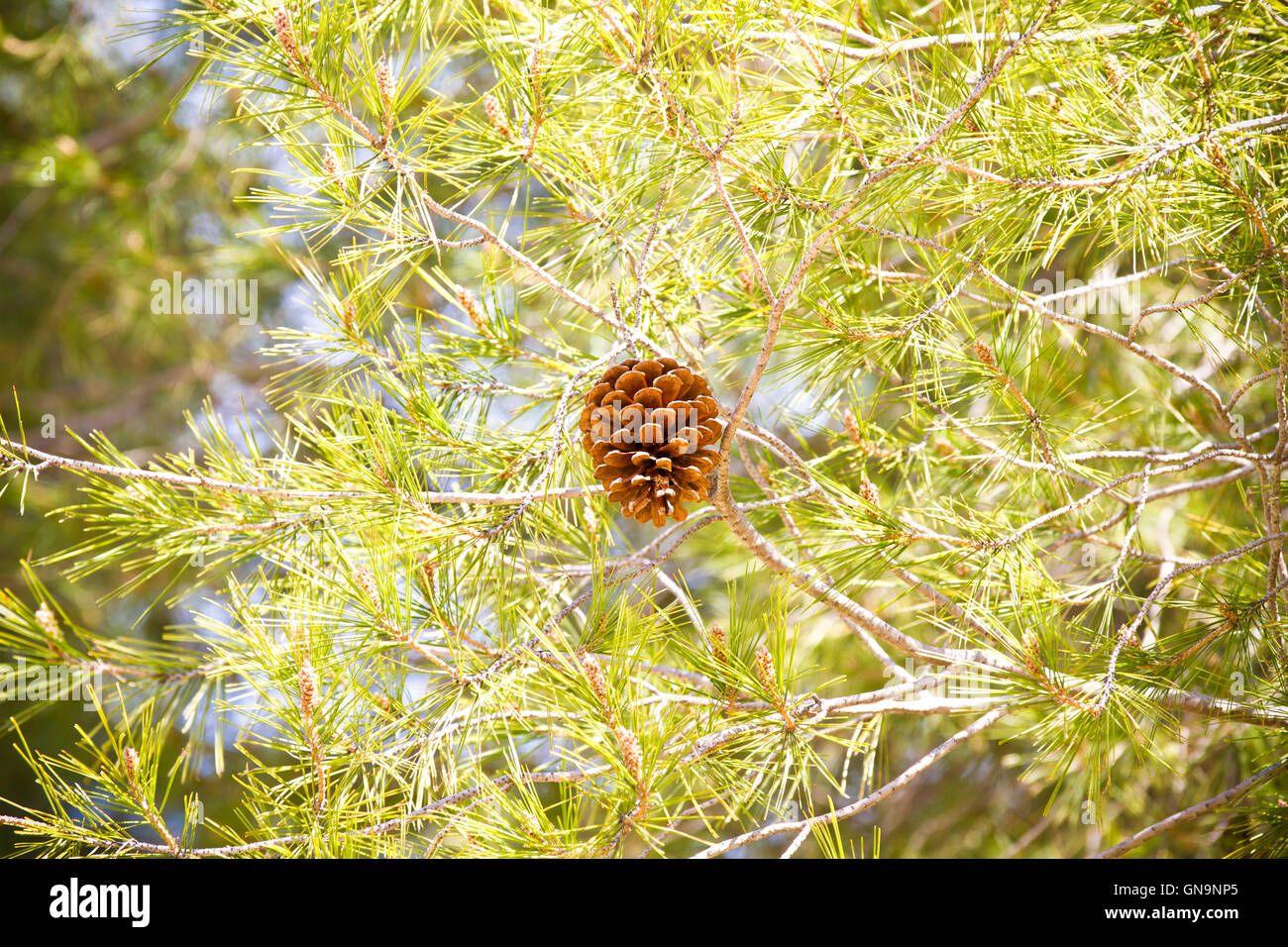 Golden fir apple on green forest background Stock Photo - Alamy