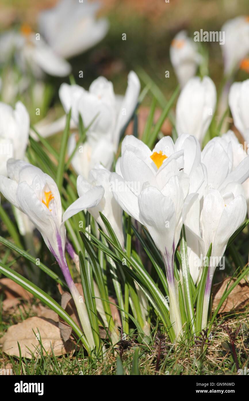 Crocus meadow hi-res stock photography and images - Alamy