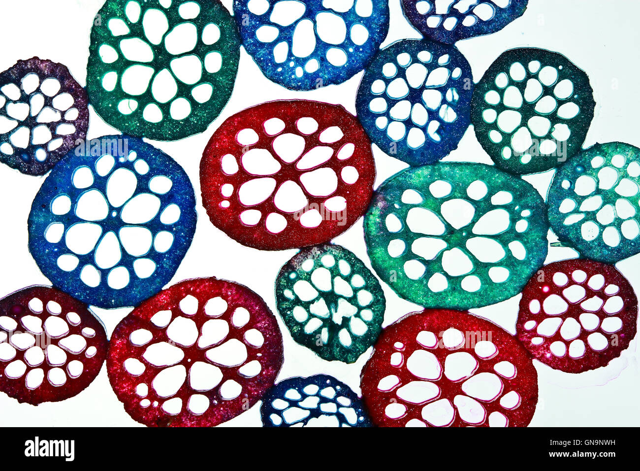 Lotus stem slice colorful closes ΓÇô up Stock Photo - Alamy