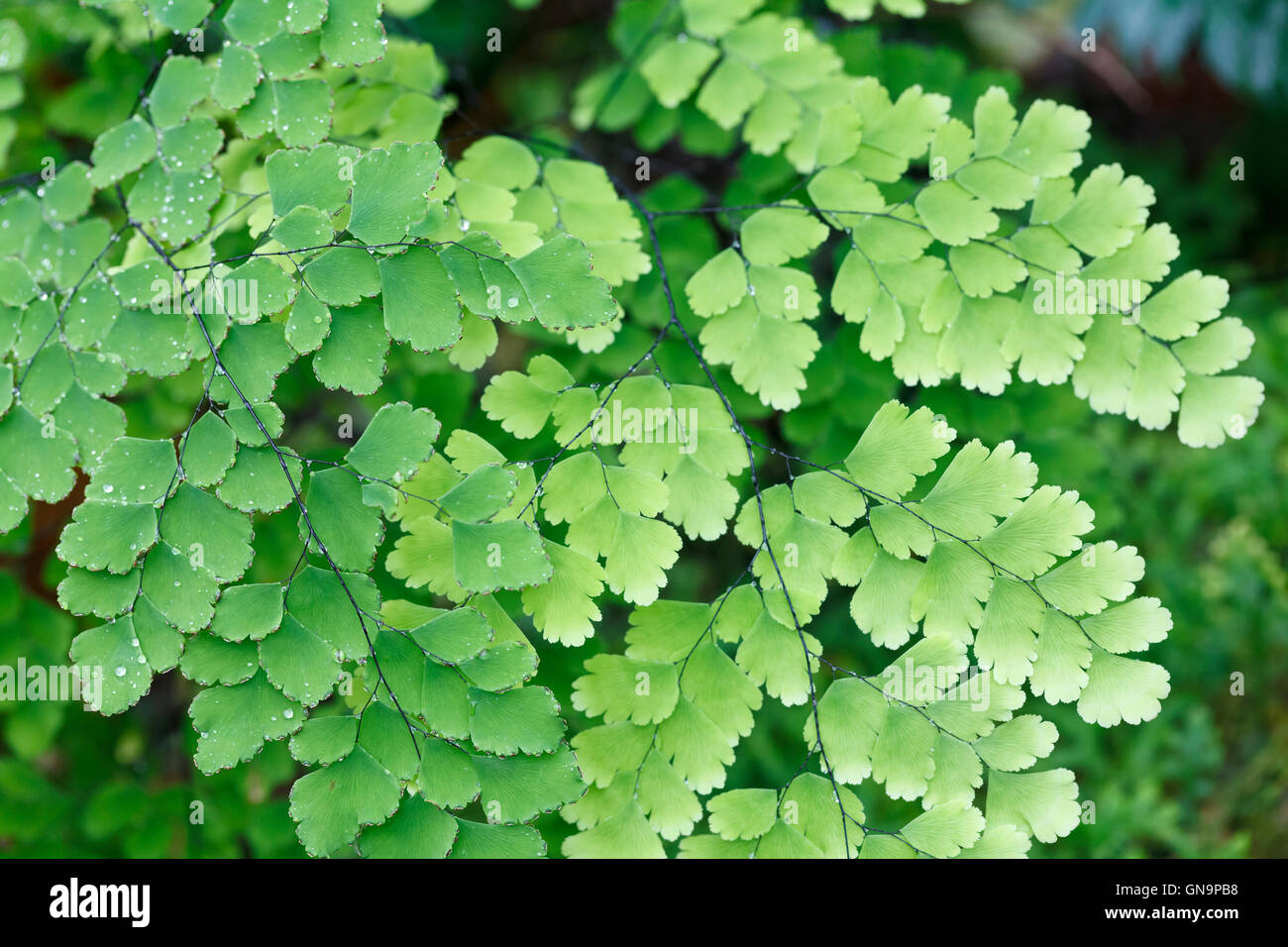 Fern plants cover the ground of the natural forest Stock Photo - Alamy