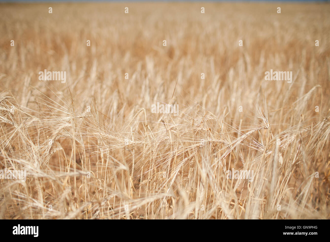 field of wheat Stock Photo - Alamy