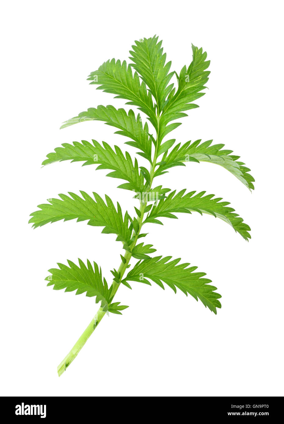 One green leaf Stock Photo - Alamy