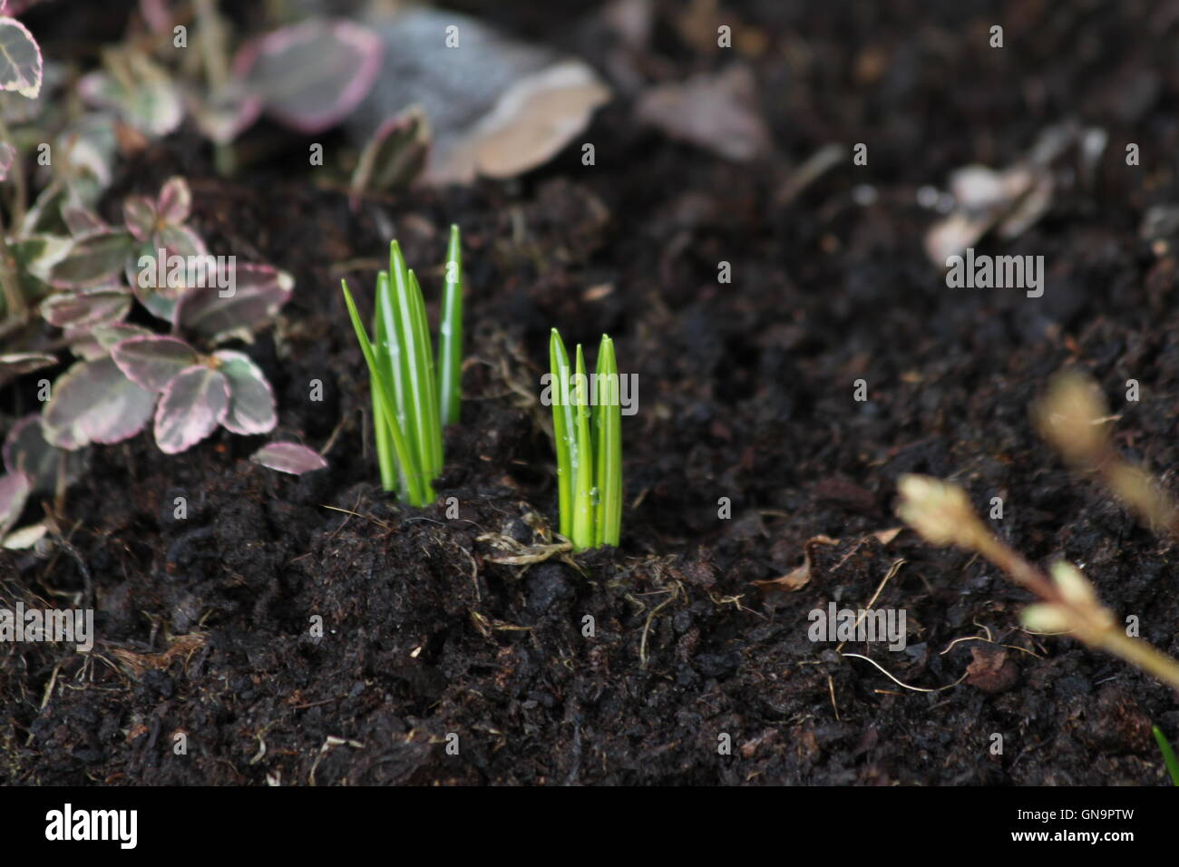 Signs of new life nature hi-res stock photography and images - Alamy