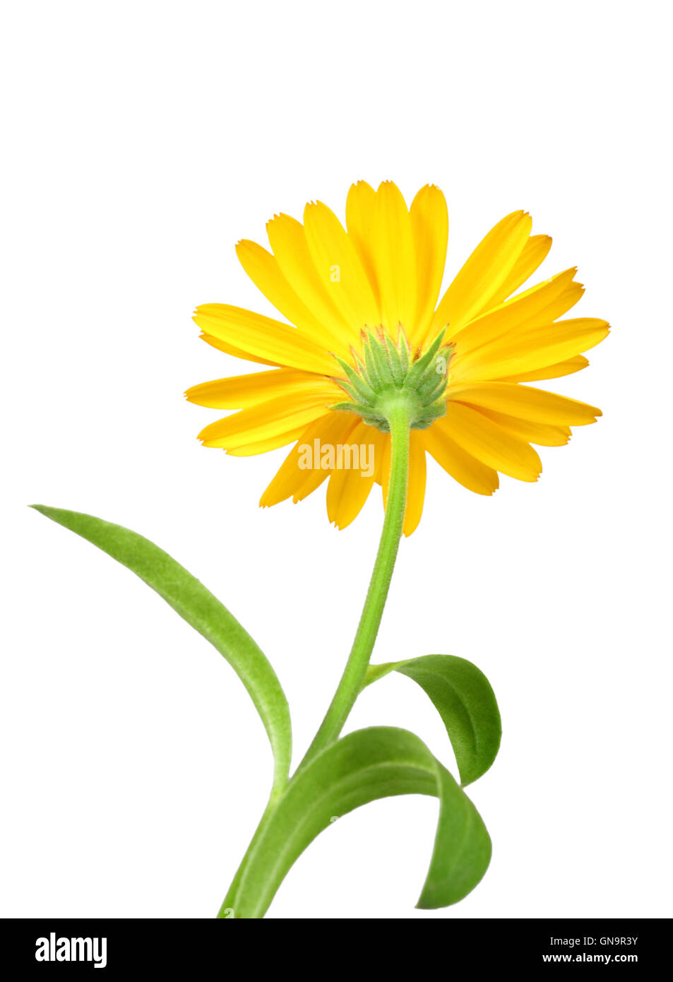 One orange flower of calendula Stock Photo - Alamy
