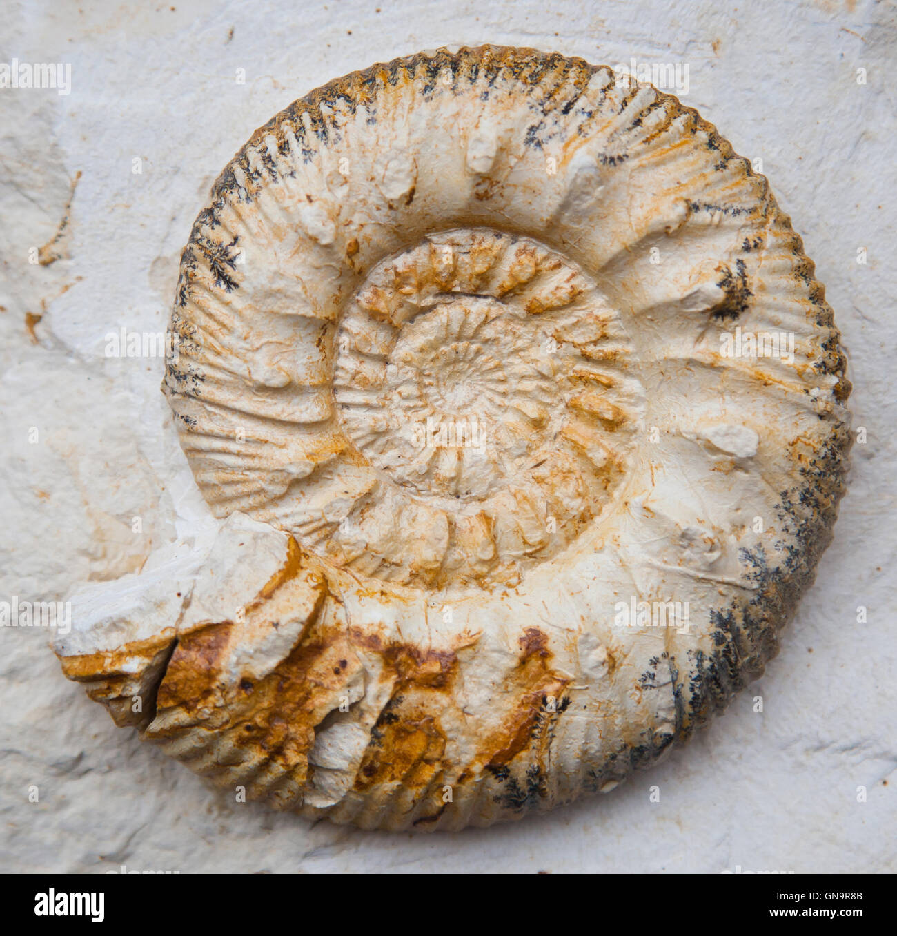 ammonoids from the past Stock Photo - Alamy