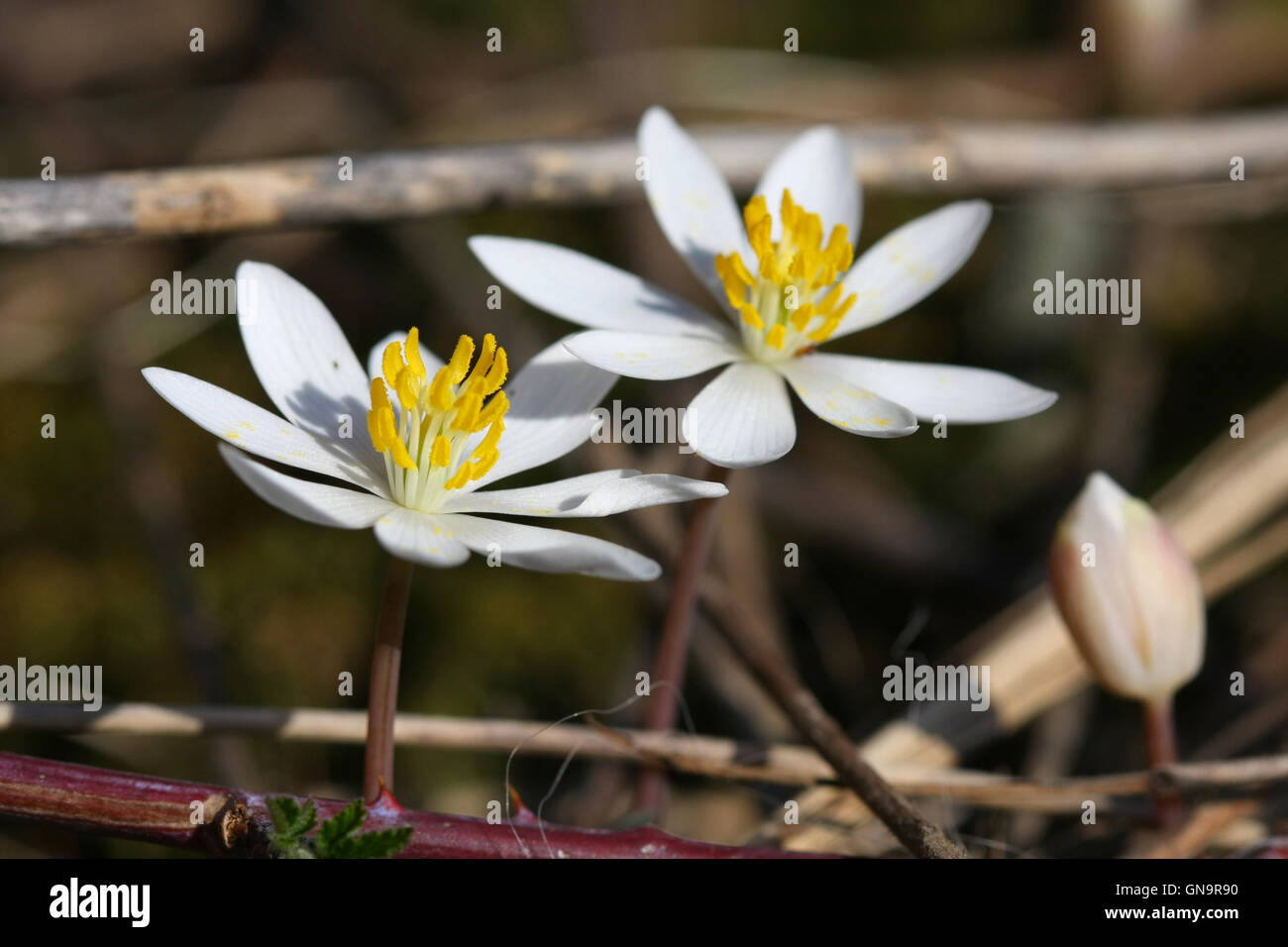 Bloodroot hi-res stock photography and images - Alamy