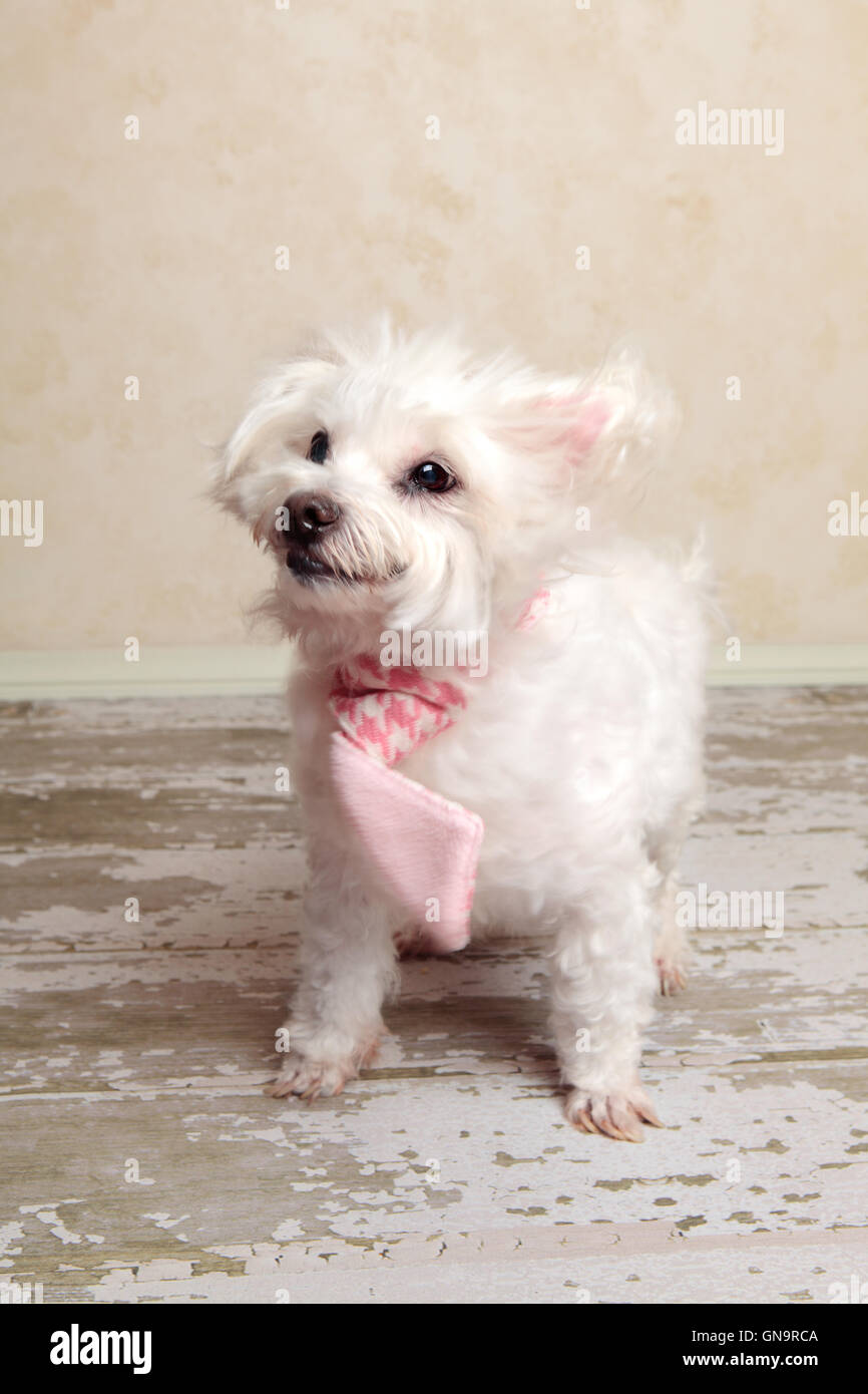 Shaking paws hi-res stock photography and images - Alamy