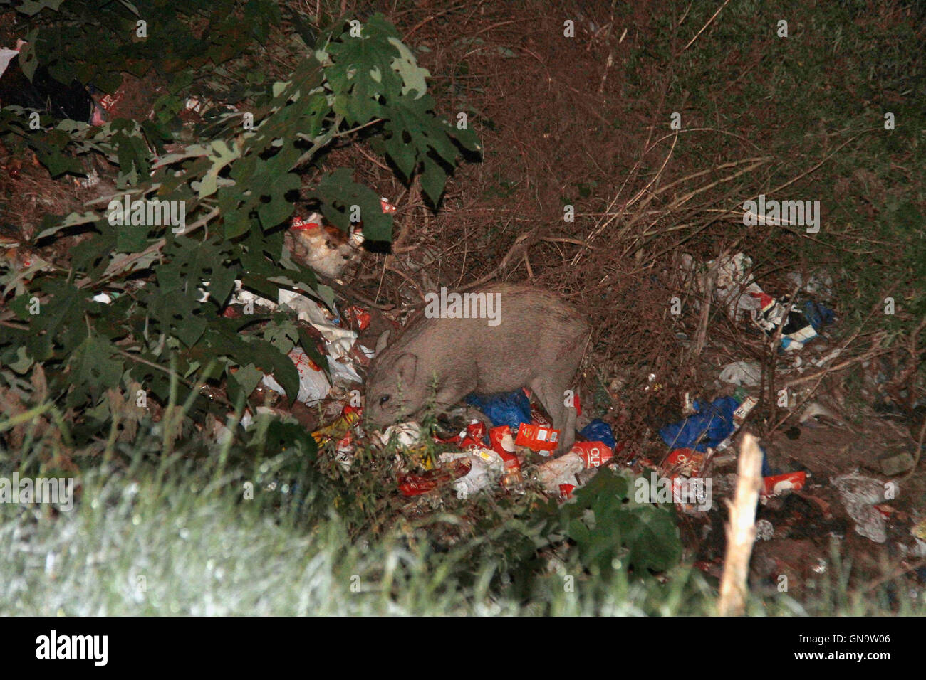 Islamabad, Pakistan. 19th Aug, 2016. A boar eats to its hearts content ...