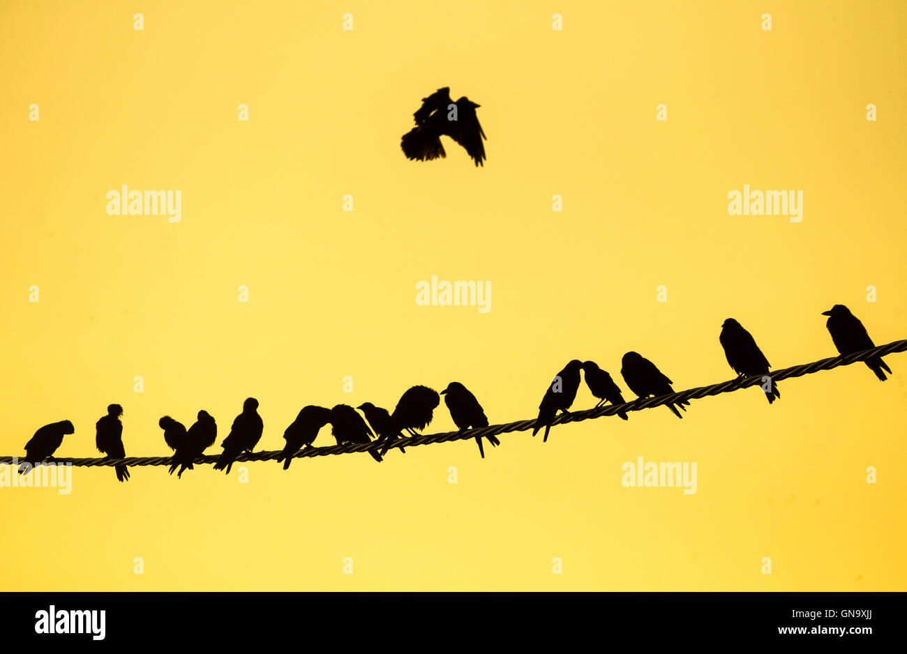 Crows on wire hi-res stock photography and images - Alamy