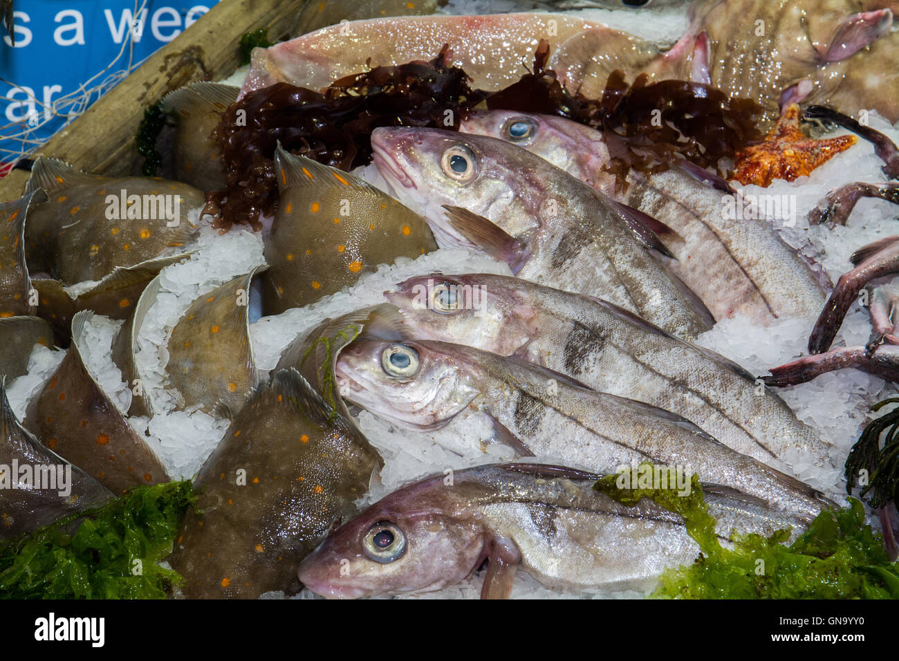 Annual fish hi-res stock photography and images - Alamy